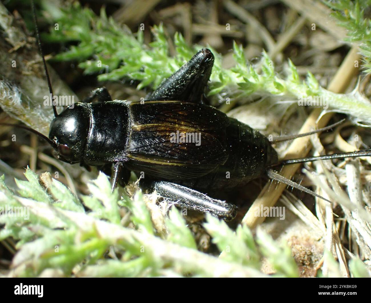 Gryllus veletis hi-res stock photography and images - Alamy