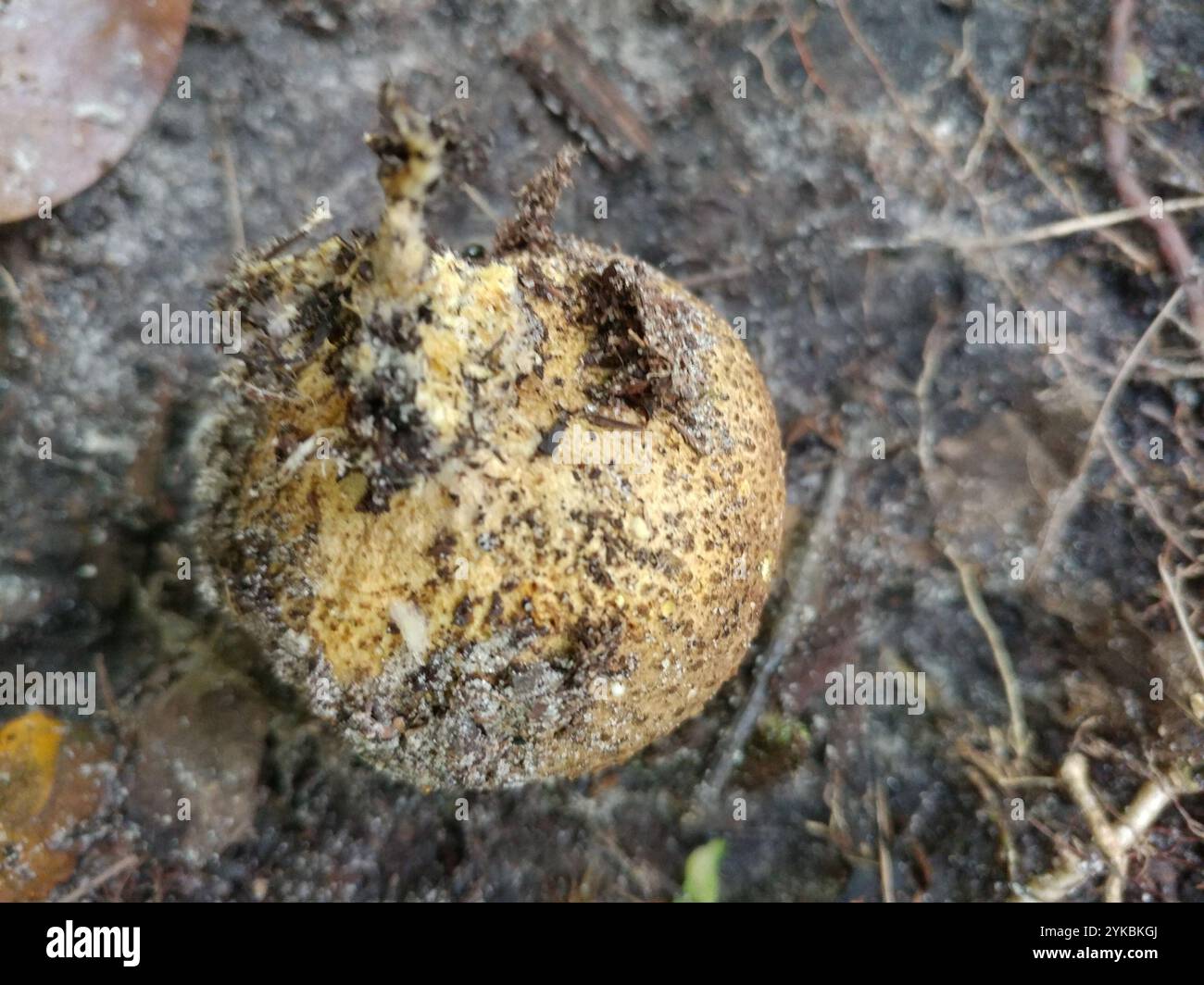 common earthball (Scleroderma citrinum Stock Photo - Alamy