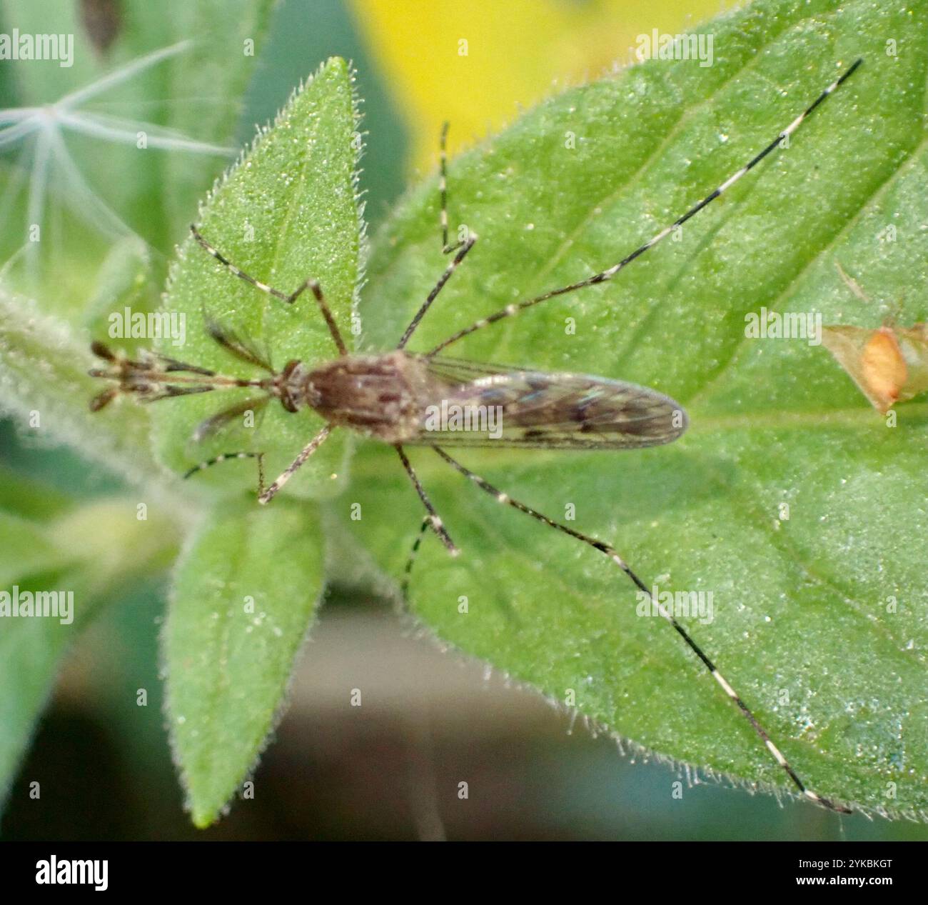 Banded house mosquito (Culiseta annulata Stock Photo - Alamy