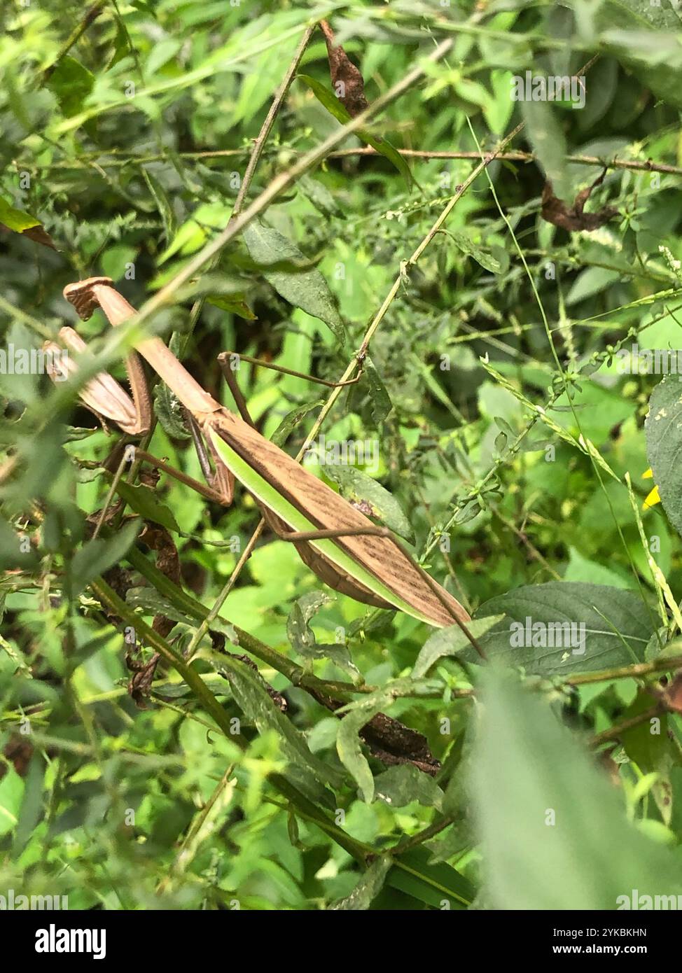 Chinese Mantis (Tenodera sinensis Stock Photo - Alamy