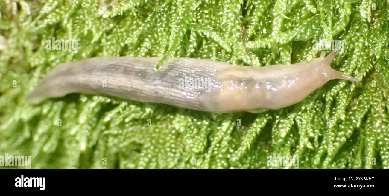 Tree slug (Lehmannia marginata Stock Photo - Alamy