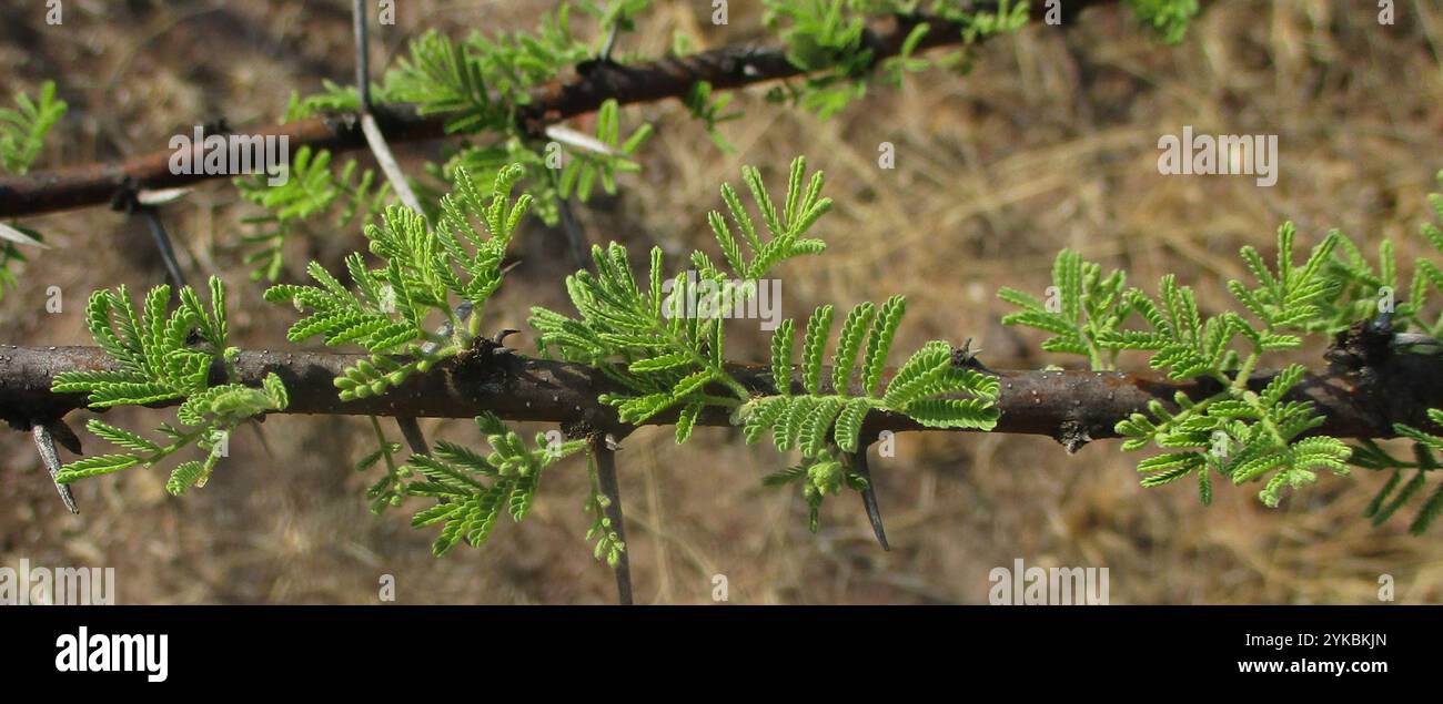 Paperbark Thorn (Vachellia sieberiana woodii Stock Photo - Alamy