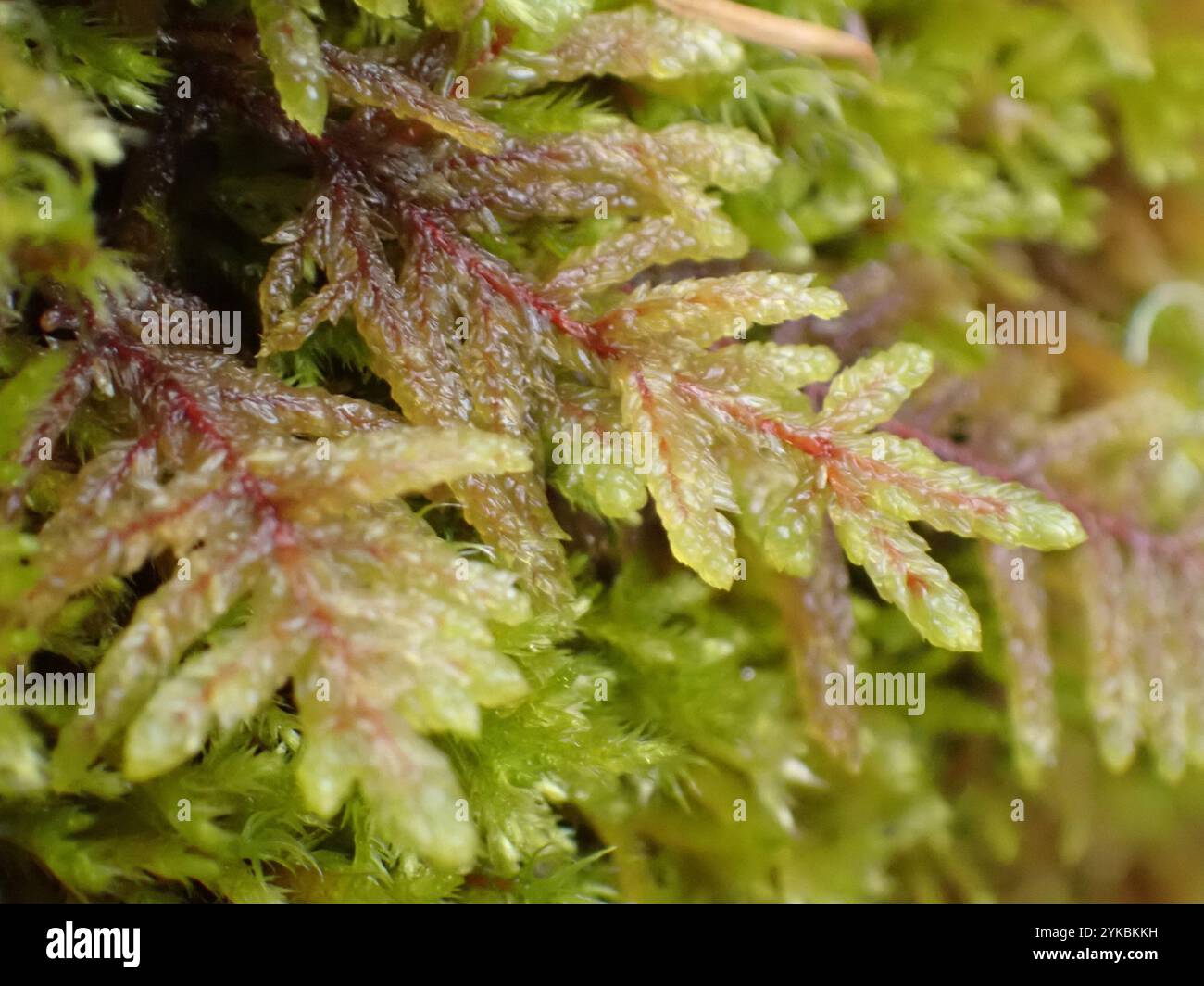 Red-stemmed Feather Moss (Pleurozium schreberi Stock Photo - Alamy