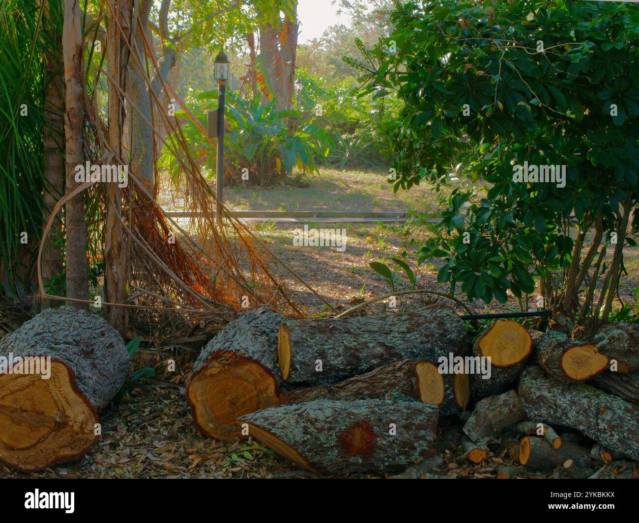 Horizontal over fresh cut tree logs towards a Lamppost on the left ...