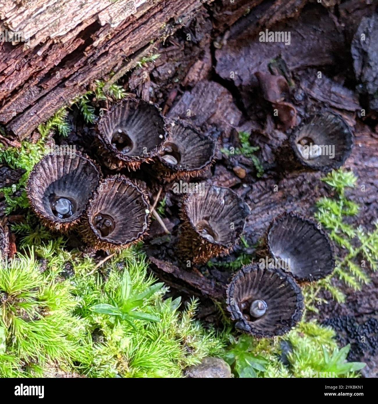fluted bird's nest fungus (Cyathus striatus Stock Photo - Alamy