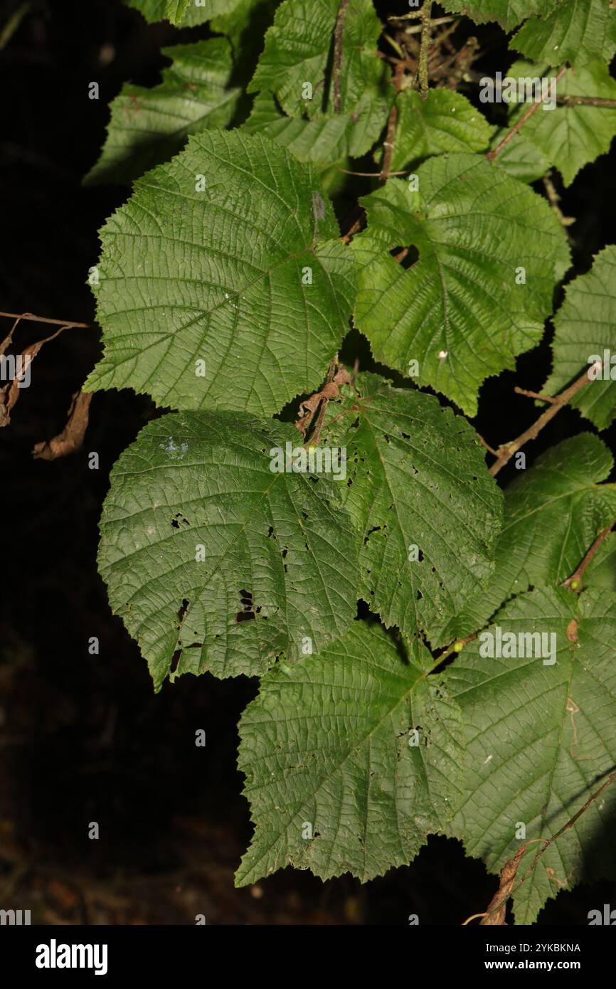 common hazel (Corylus avellana Stock Photo - Alamy