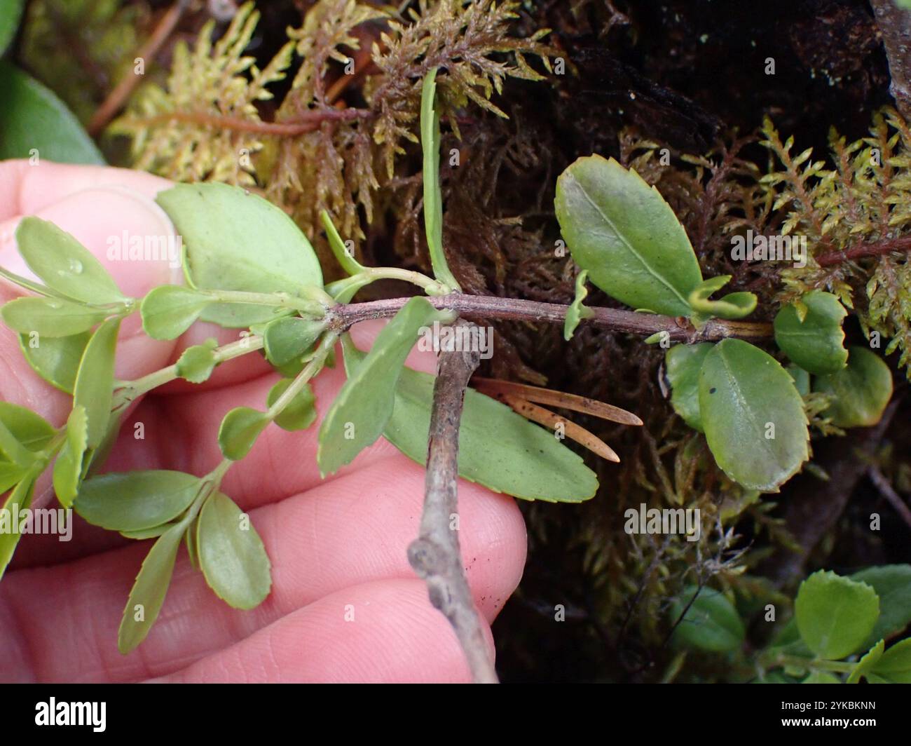 Oregon Boxwood (Paxistima myrsinites Stock Photo - Alamy