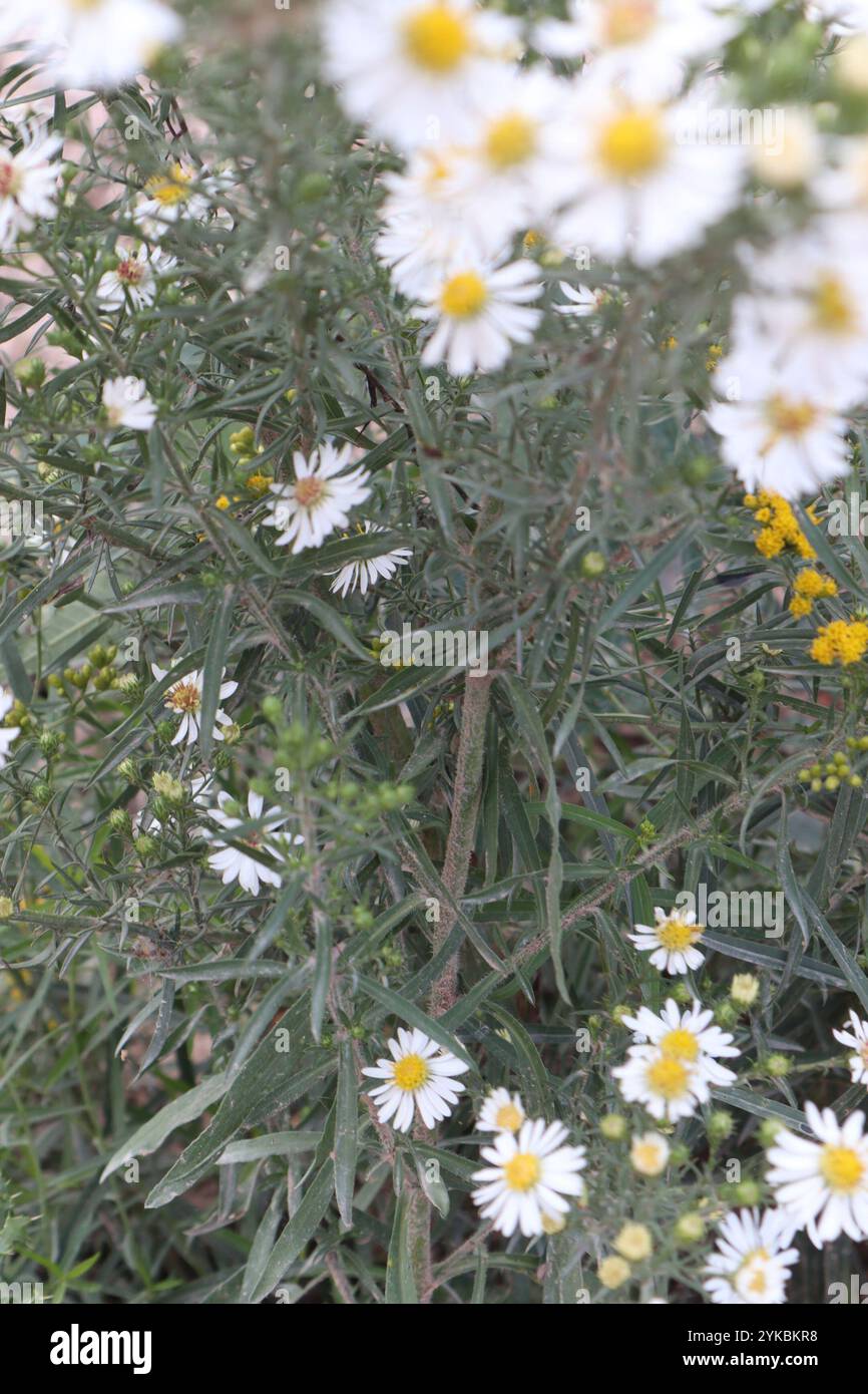 American asters (Symphyotrichum Stock Photo - Alamy