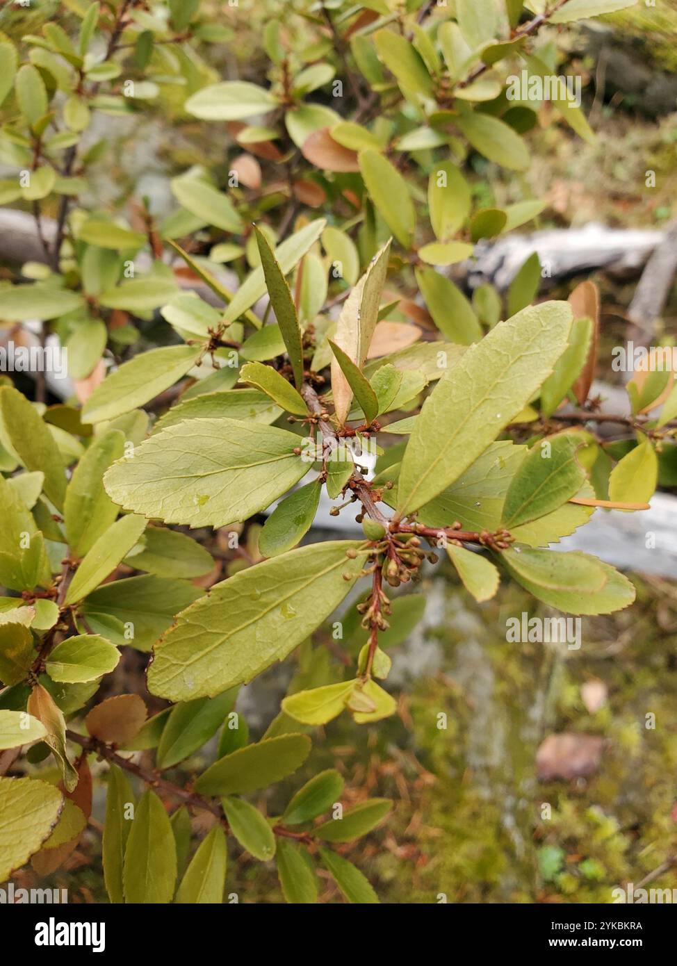 Oregon Boxwood (Paxistima myrsinites Stock Photo - Alamy