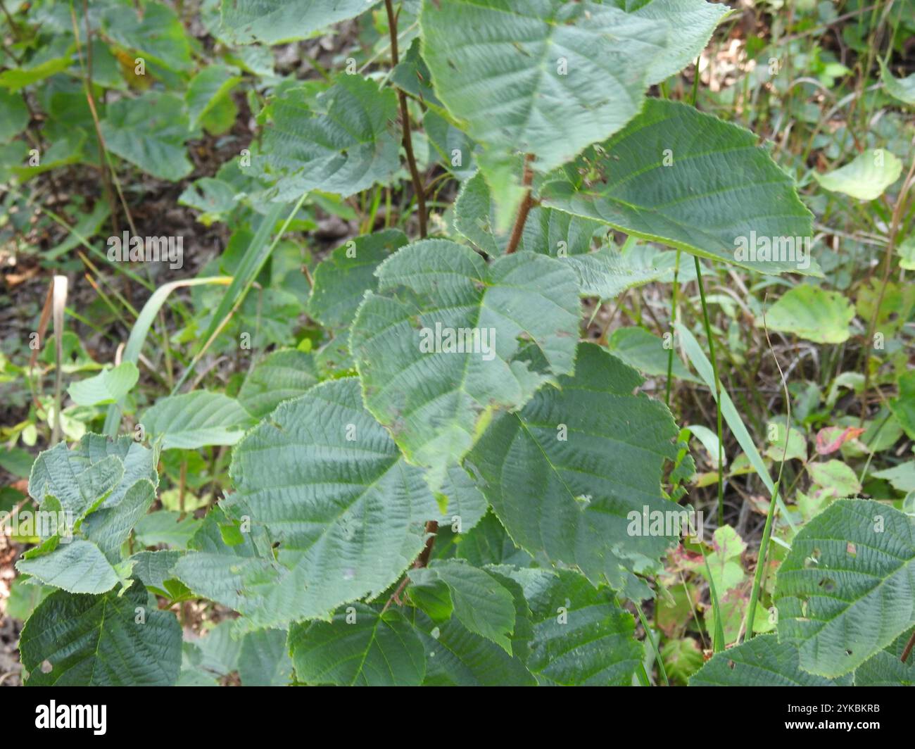 American hazelnut (corylus americana) hi-res stock photography and ...