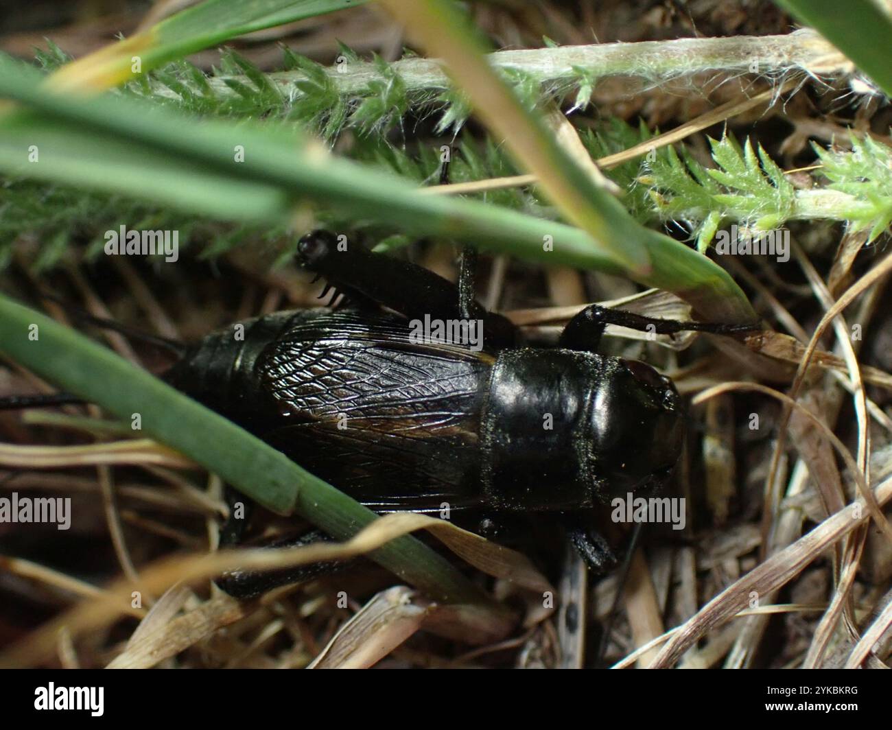 Spring Field Cricket (Gryllus veletis Stock Photo - Alamy