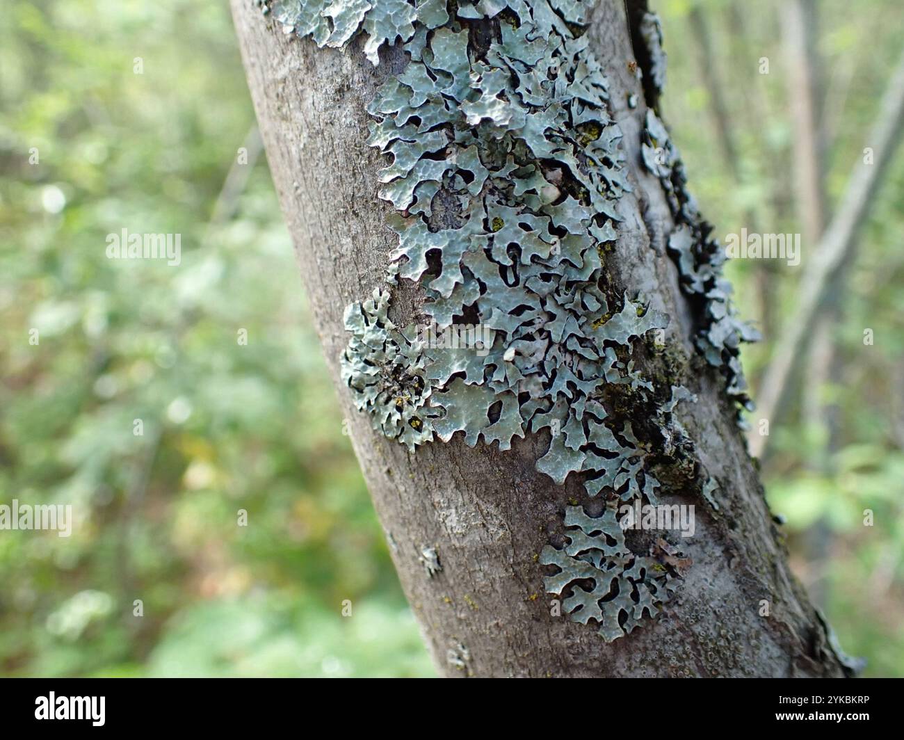 shield lichen (Parmelia sulcata Stock Photo - Alamy