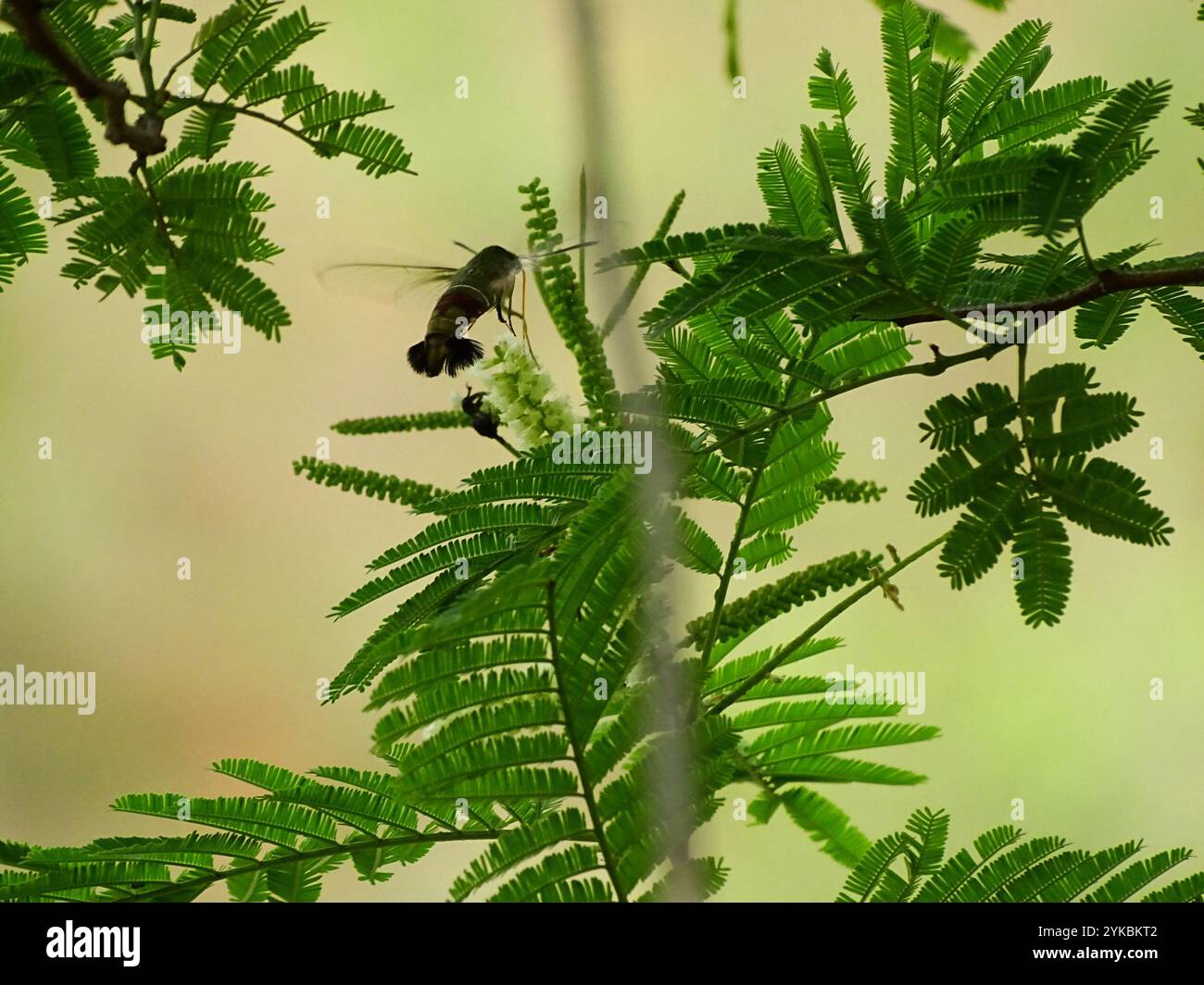 Senegalia chundra hi-res stock photography and images - Alamy