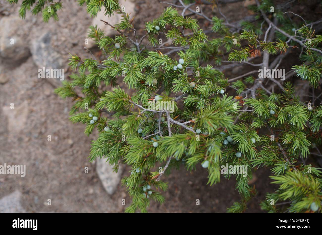 common juniper (Juniperus communis Stock Photo - Alamy