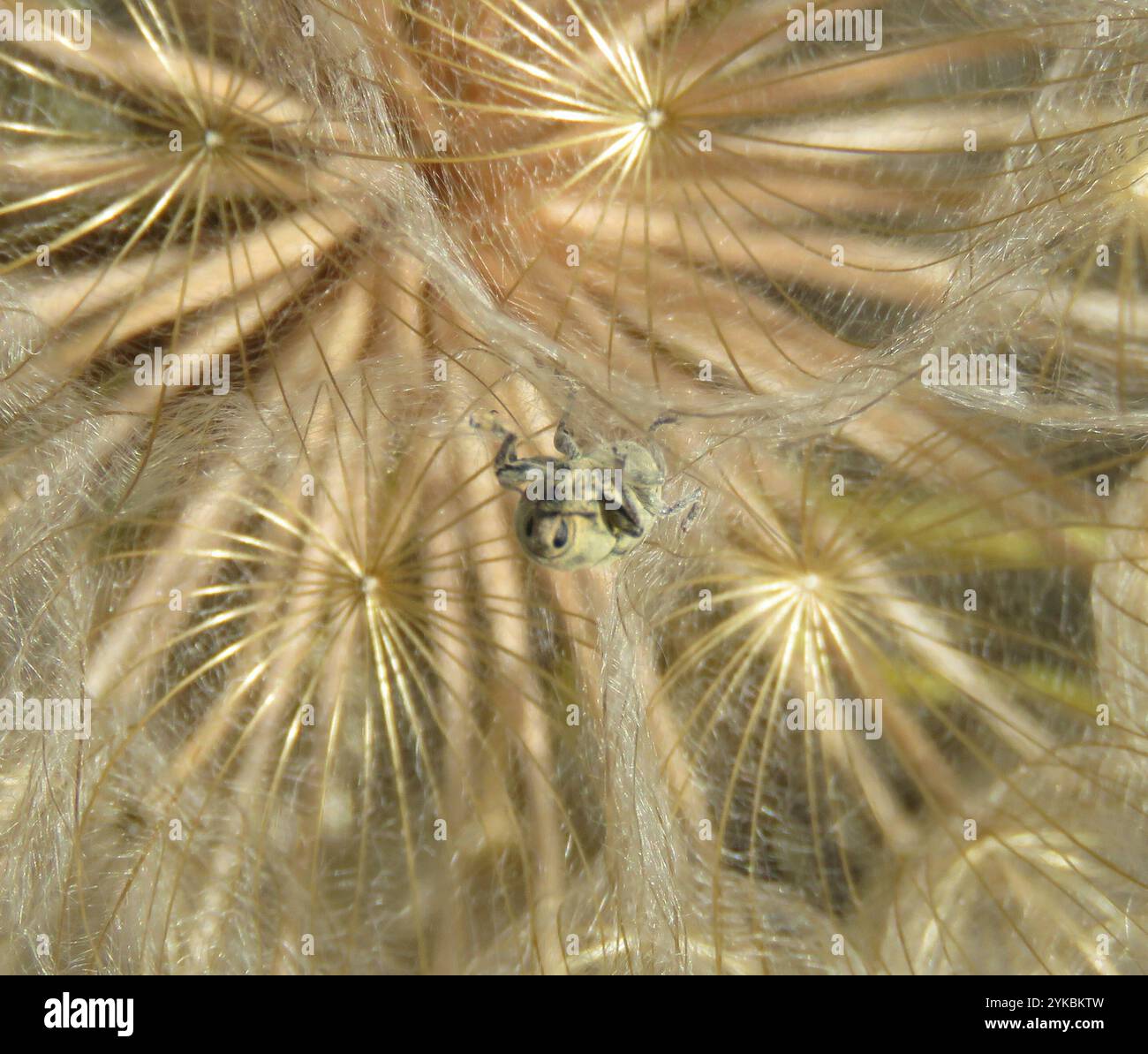 Lesser Knapweed Flower Weevil (Larinus minutus Stock Photo - Alamy