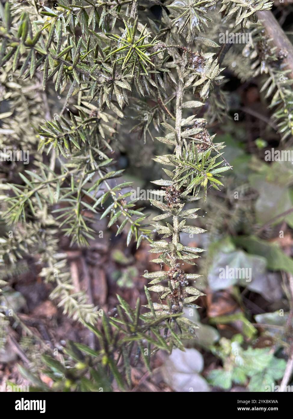 Prickly moses (Acacia verticillata Stock Photo - Alamy