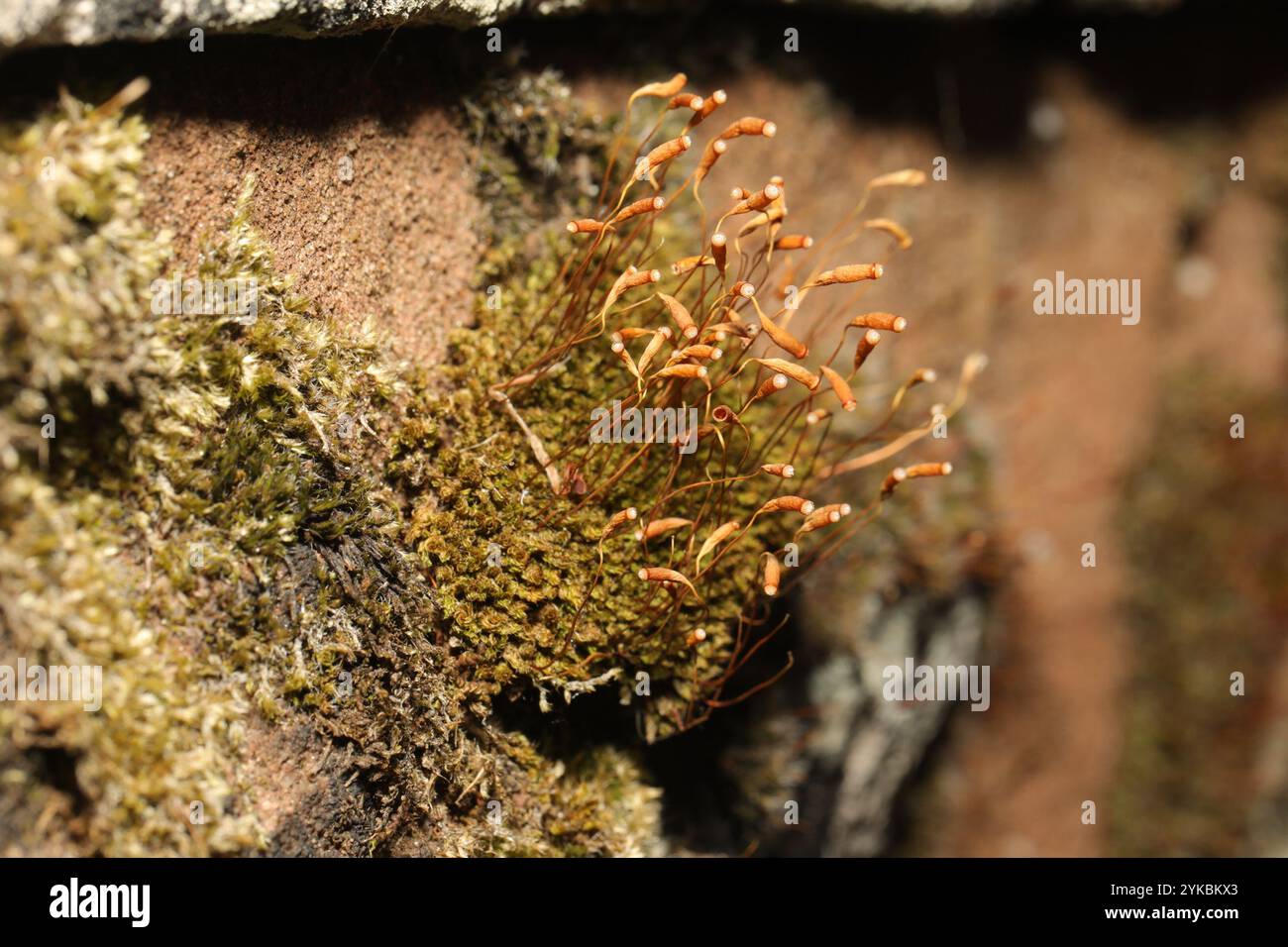 Capillary Thread-moss (Ptychostomum capillare Stock Photo - Alamy