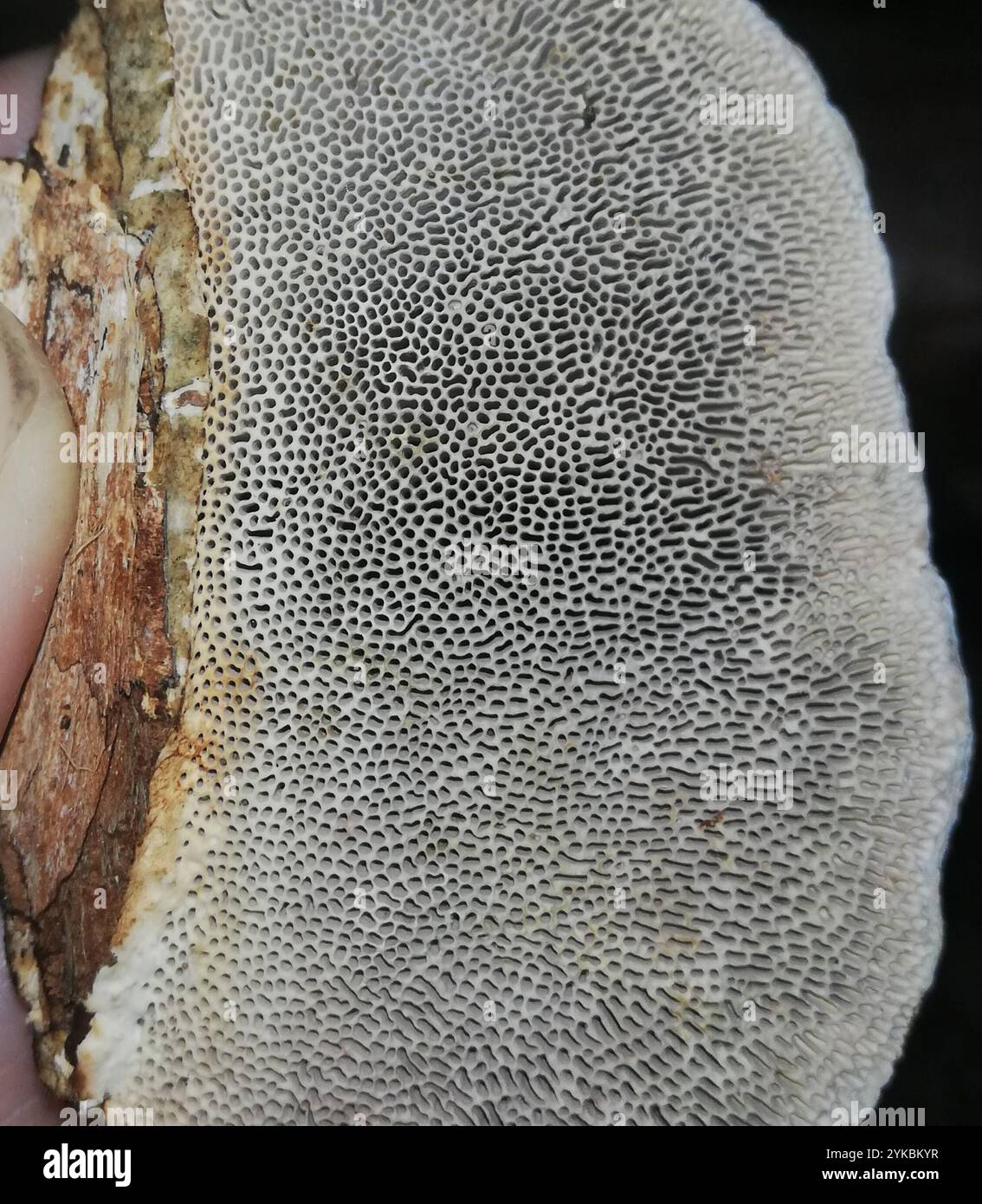Thin-walled Maze Polypore (Daedaleopsis confragosa Stock Photo - Alamy