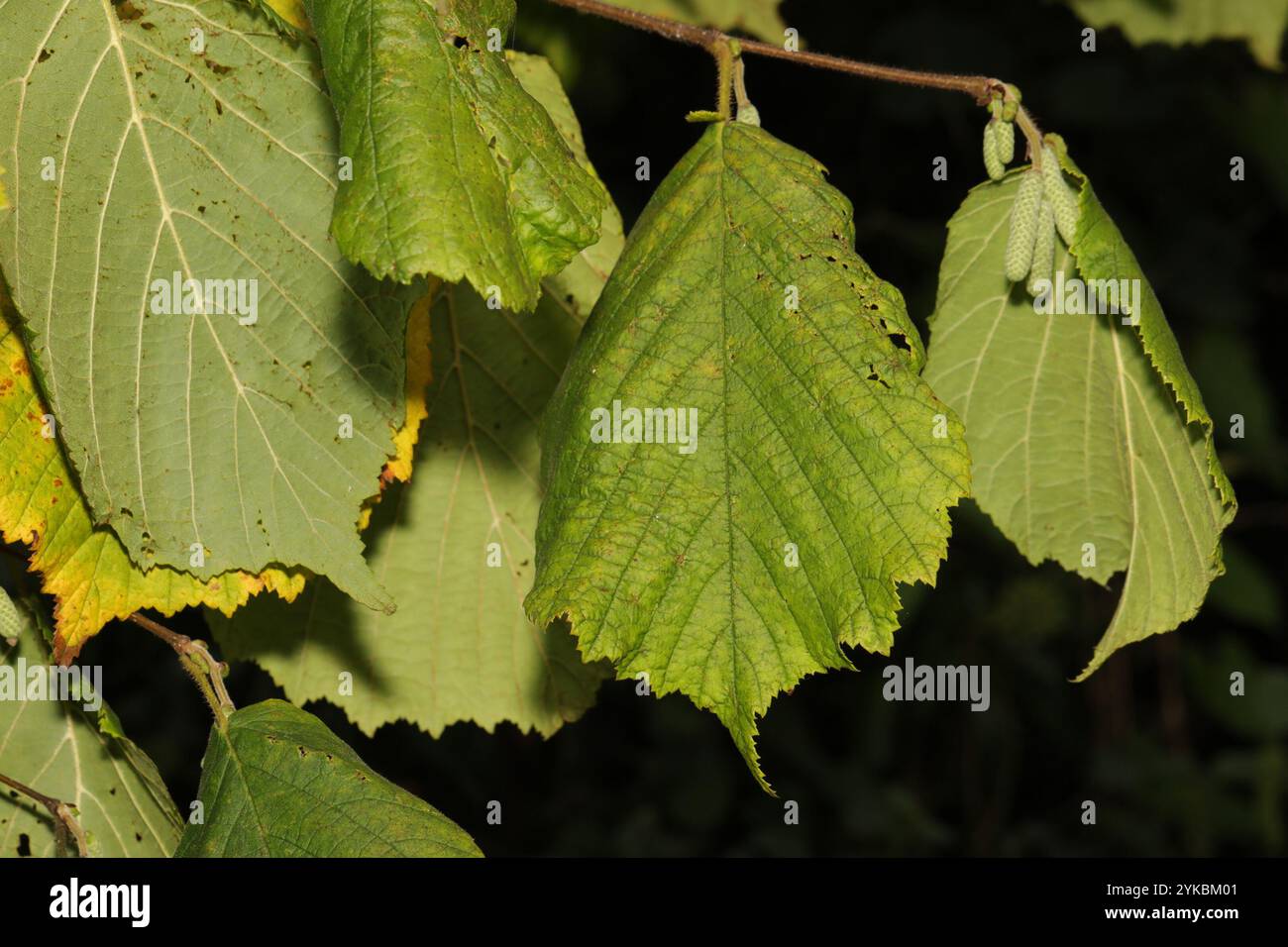 common hazel (Corylus avellana Stock Photo - Alamy