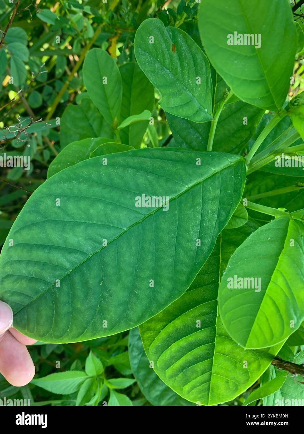 Showy Rattlebox (Crotalaria spectabilis Stock Photo - Alamy