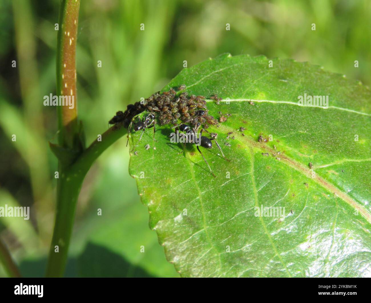 fusca-group Field Ants and Allies (Formica fusca Stock Photo - Alamy