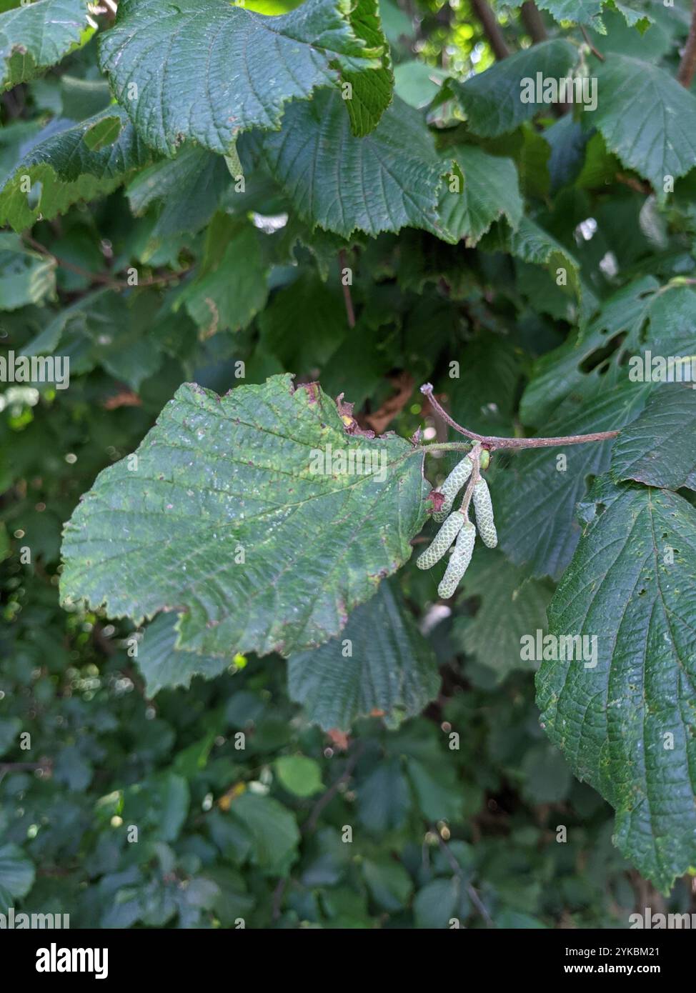 common hazel (Corylus avellana Stock Photo - Alamy