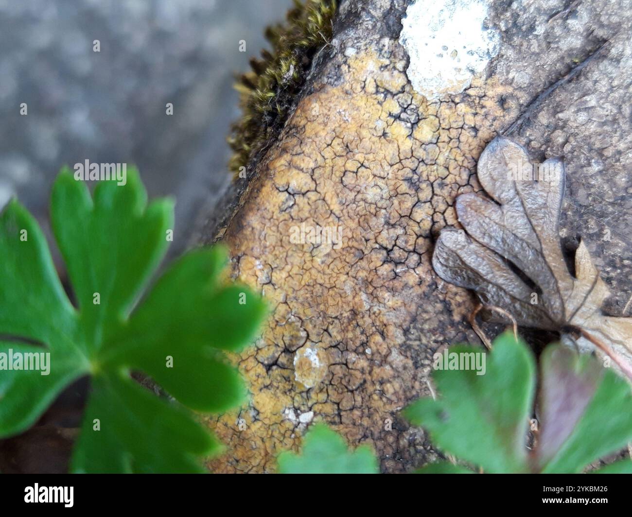 Tile Lichens (Lecidea Stock Photo - Alamy