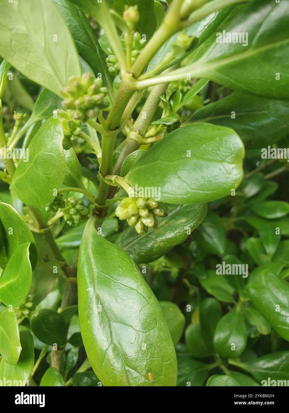 Taupata (Coprosma repens Stock Photo - Alamy