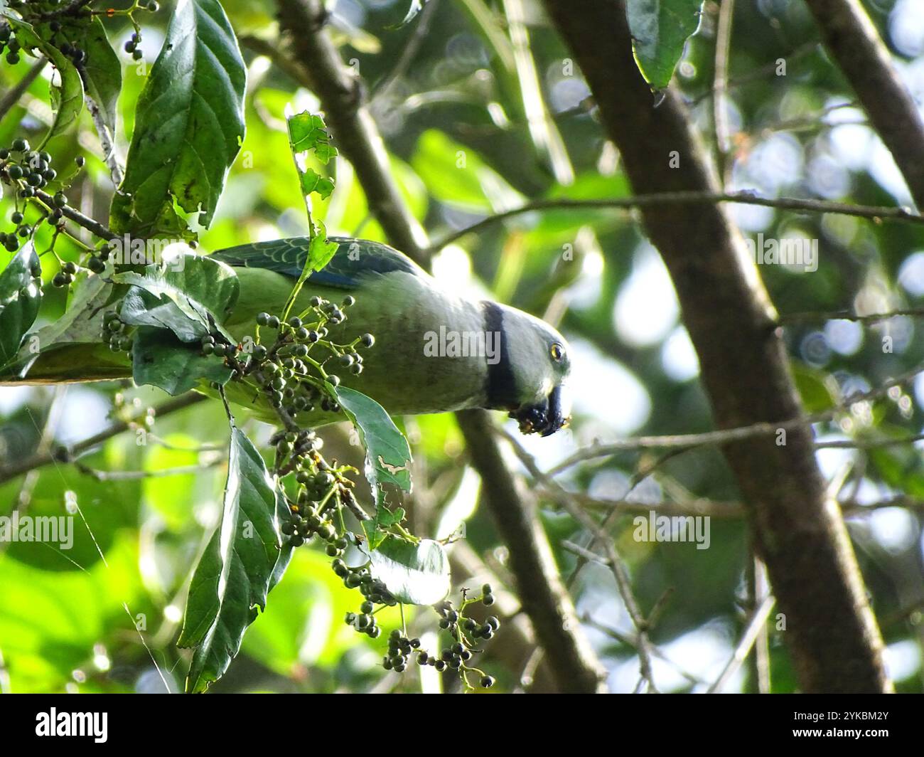 Malabar Parakeet (Psittacula columboides Stock Photo - Alamy