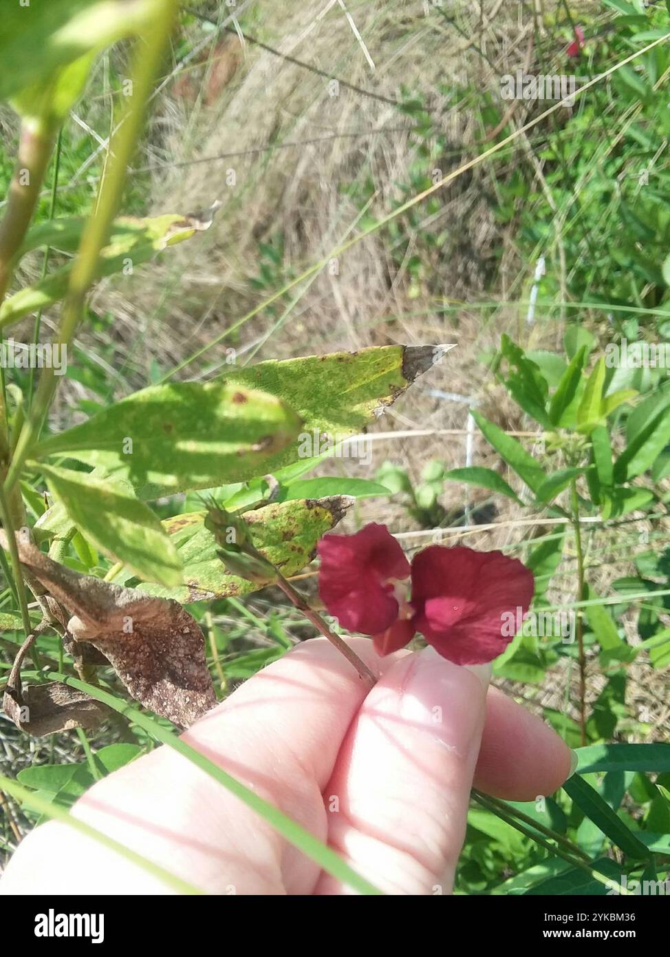 Phasey Bean (Macroptilium lathyroides Stock Photo - Alamy