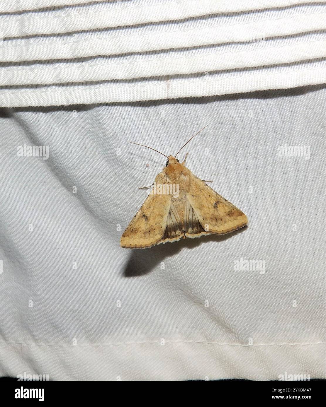 Corn Earworm Moth (Helicoverpa zea Stock Photo - Alamy