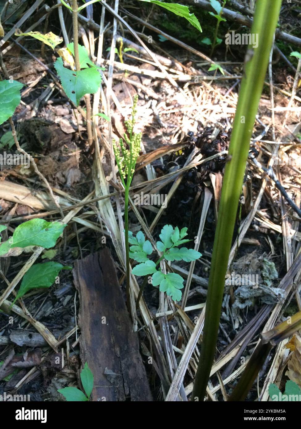 Cutleaf Grapefern (Sceptridium dissectum Stock Photo - Alamy