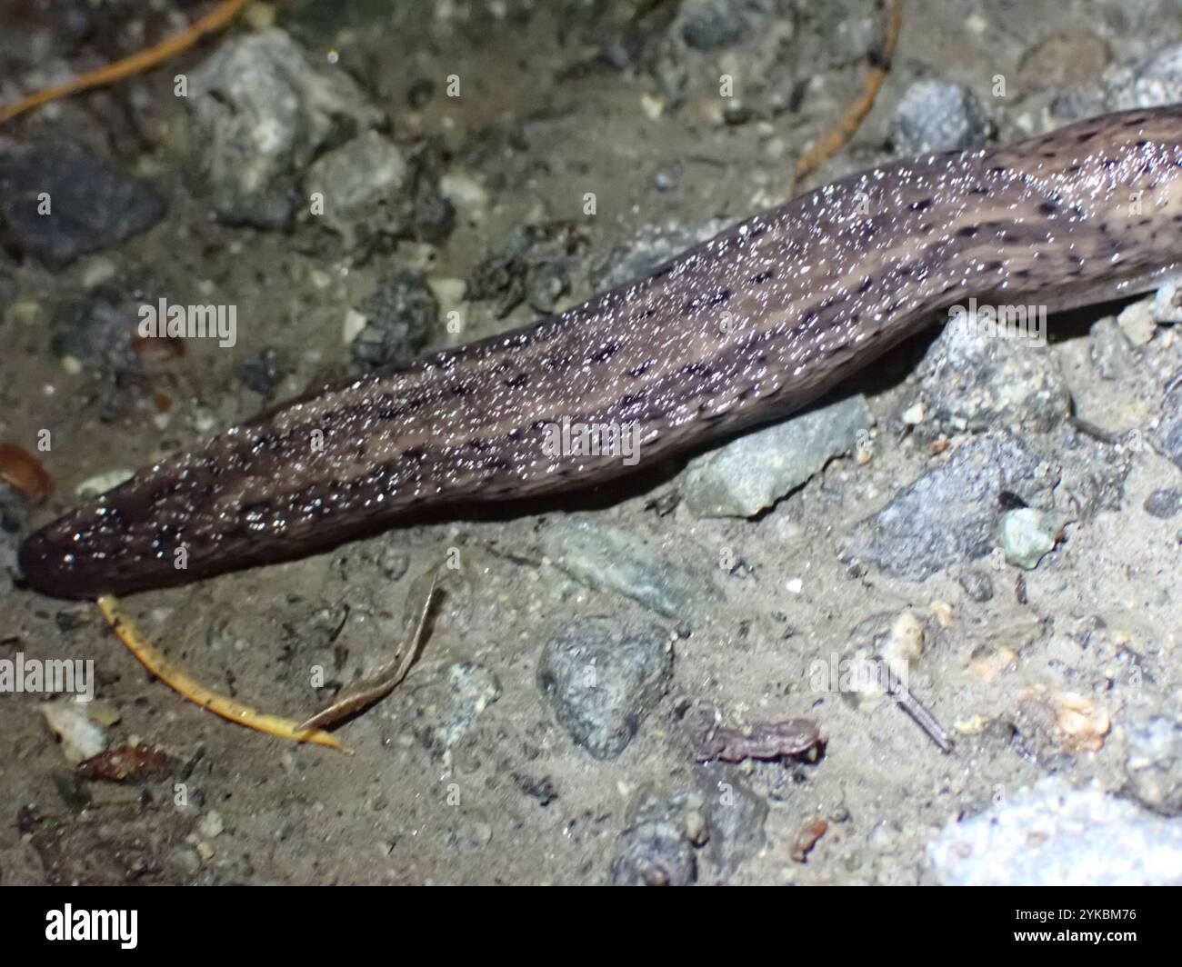 Leopard Slug (Limax maximus Stock Photo - Alamy