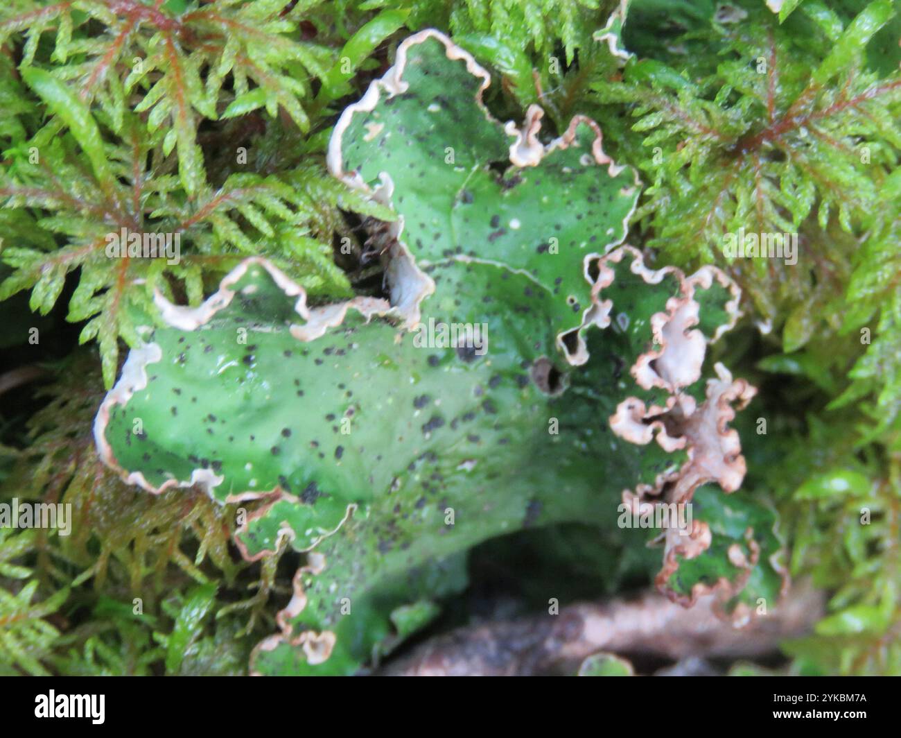 freckled pelt lichen (Peltigera aphthosa Stock Photo - Alamy
