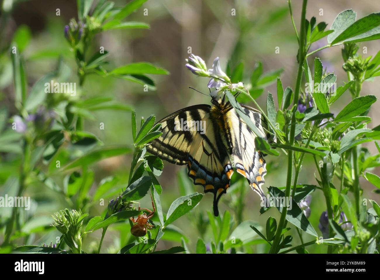Canadian Tiger Swallowtail (Papilio canadensis Stock Photo - Alamy