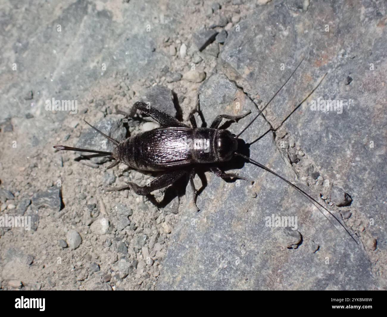 Spring Field Cricket (Gryllus veletis Stock Photo - Alamy
