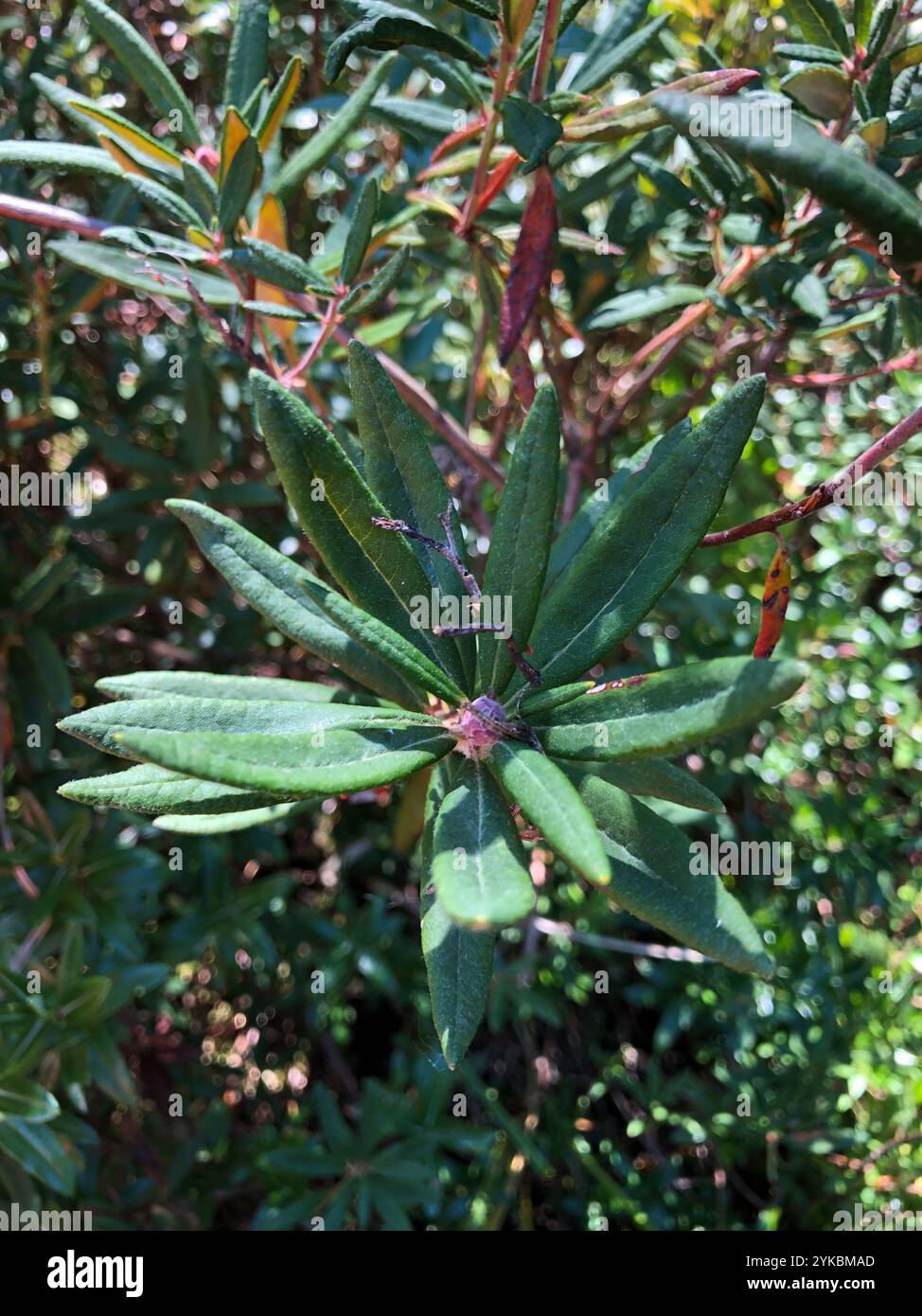 Bog Labrador Tea (Rhododendron groenlandicum Stock Photo - Alamy