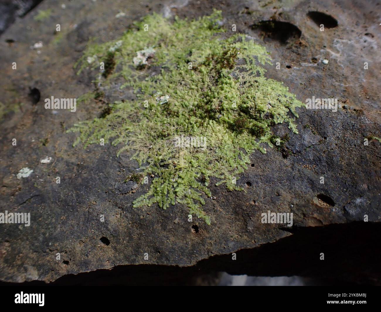 Flat-leaved Scalewort (Radula complanata Stock Photo - Alamy