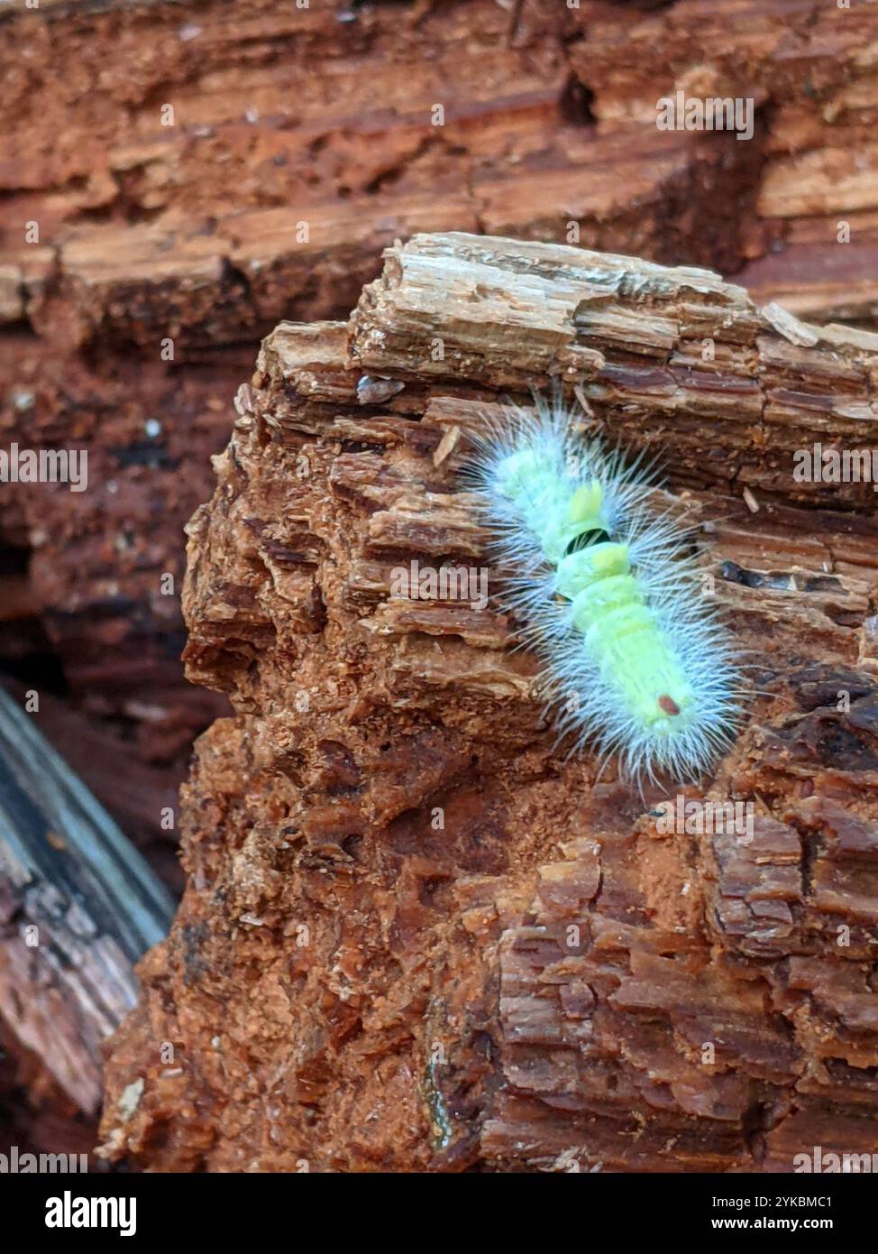Pale Tussock Moth (Calliteara pudibunda Stock Photo - Alamy