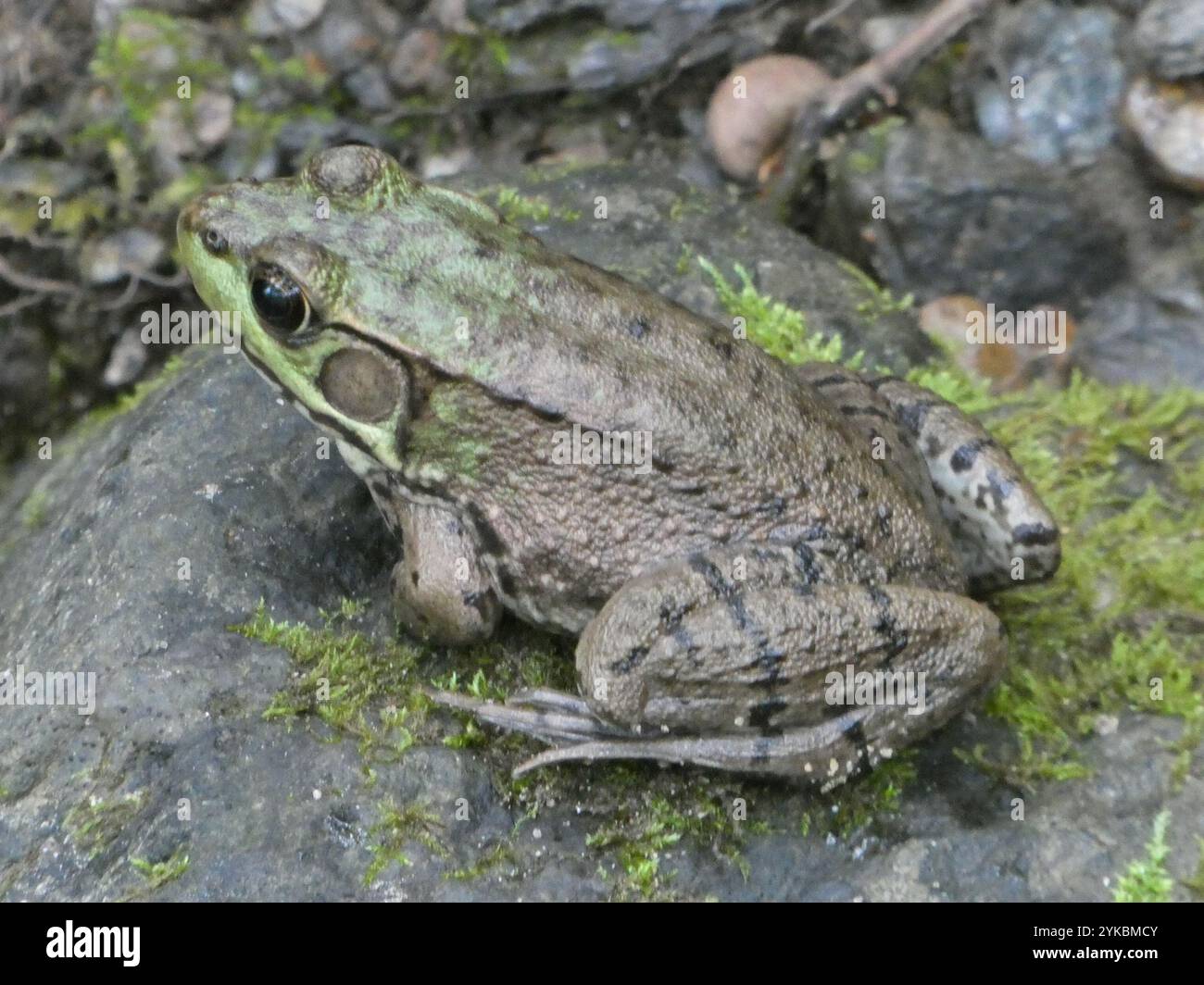 Green Frog (Lithobates clamitans Stock Photo - Alamy