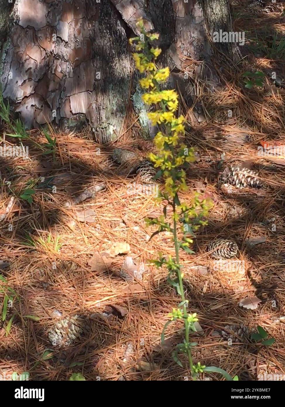 slender goldenrod (Solidago erecta Stock Photo - Alamy
