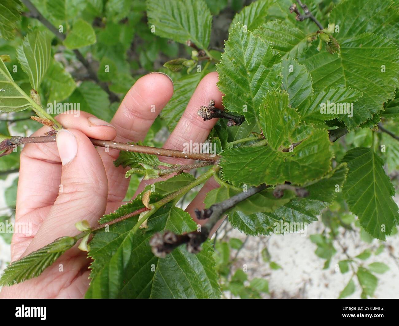 green alder (Alnus alnobetula Stock Photo - Alamy