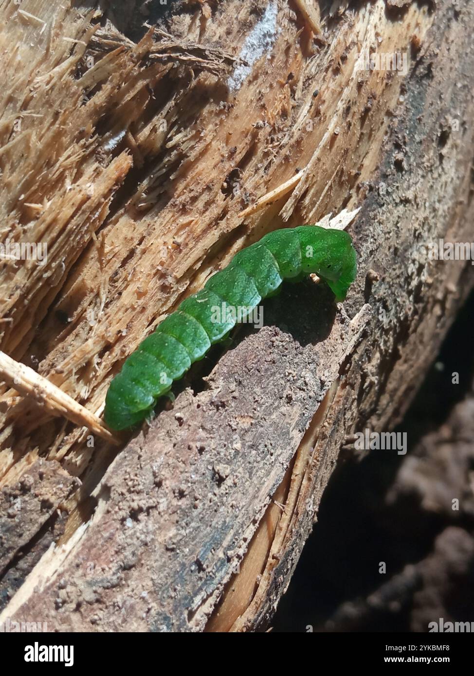 Small Angle Shades (Euplexia lucipara Stock Photo - Alamy