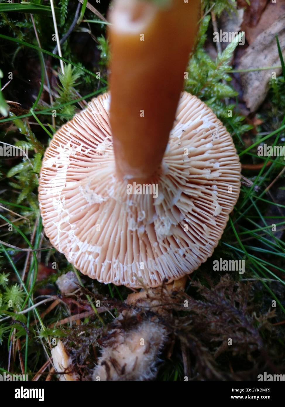 Orange Milkcap (Lactarius aurantiacus Stock Photo - Alamy