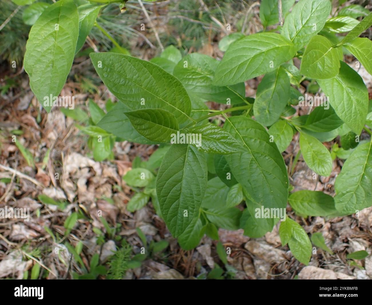 twinberry honeysuckle (Lonicera involucrata Stock Photo - Alamy