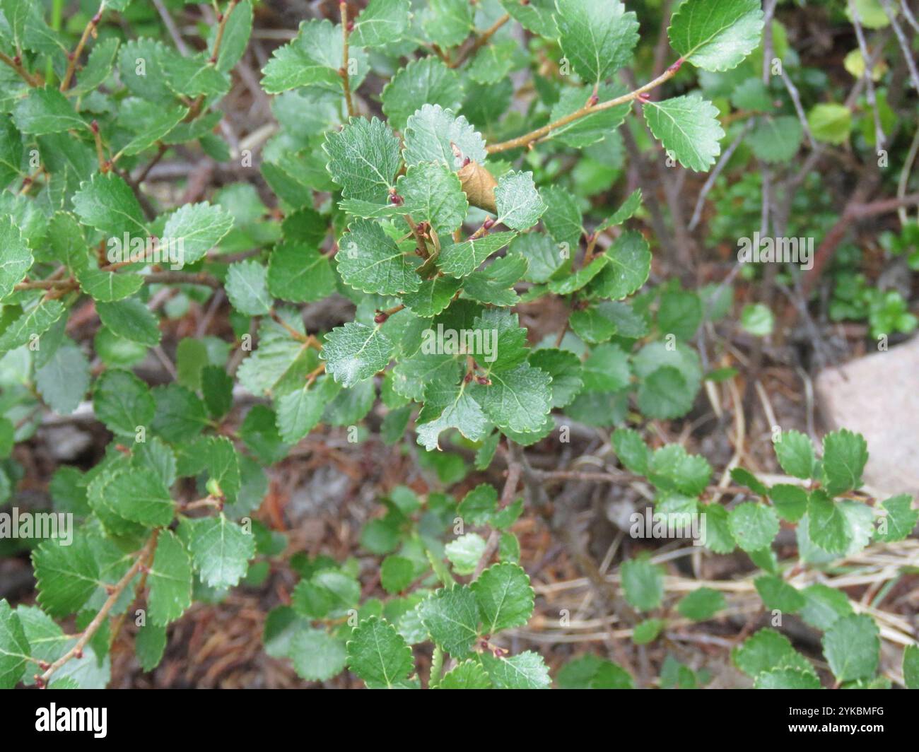 dwarf resin birch (Betula glandulosa Stock Photo - Alamy