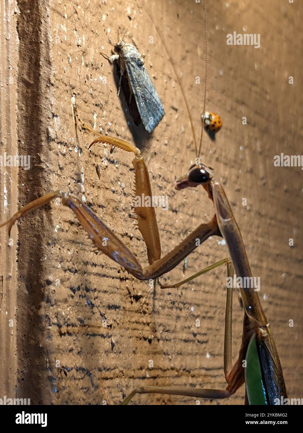 Chinese Mantis (Tenodera sinensis Stock Photo - Alamy