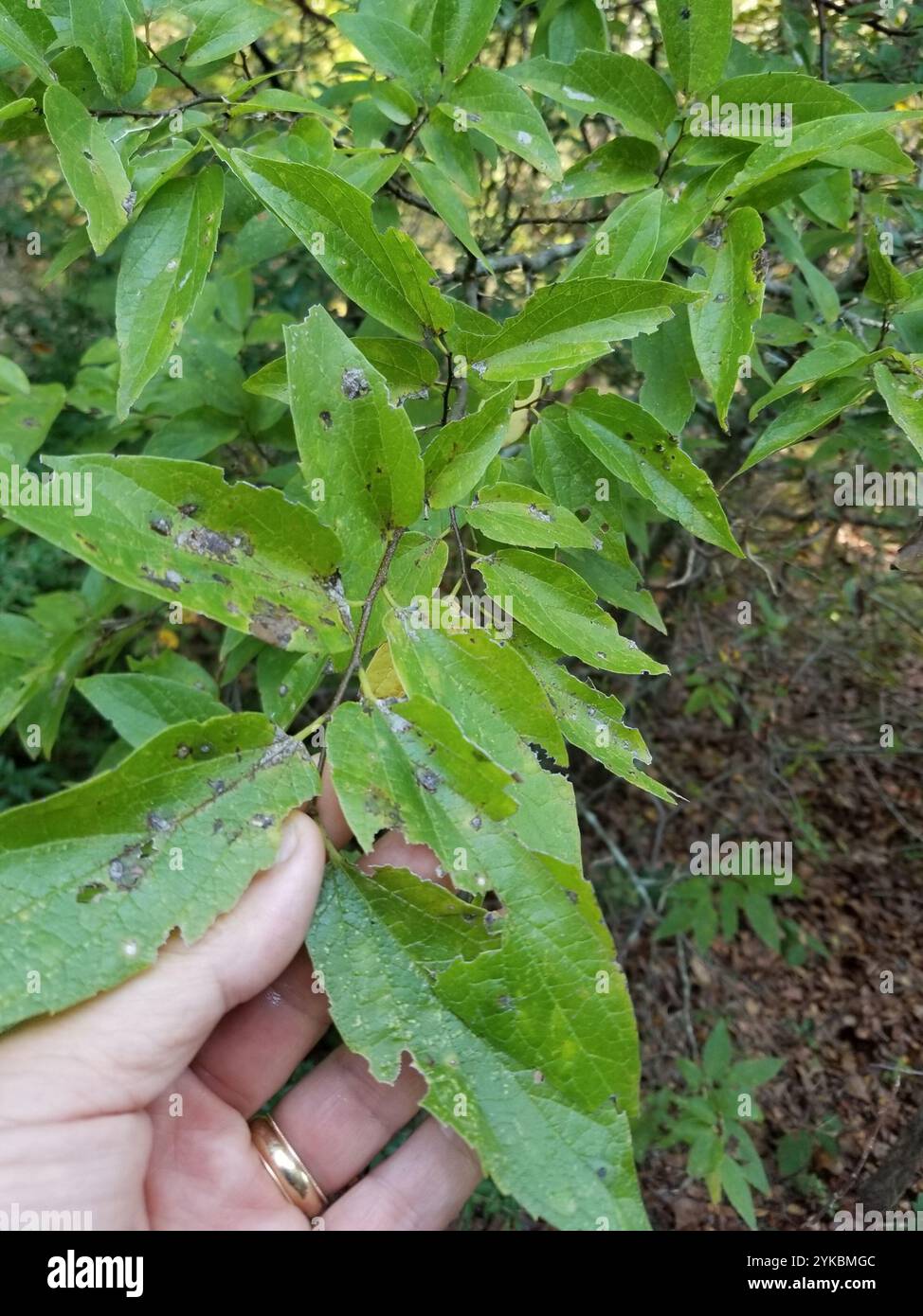 sugar hackberry (Celtis laevigata Stock Photo - Alamy