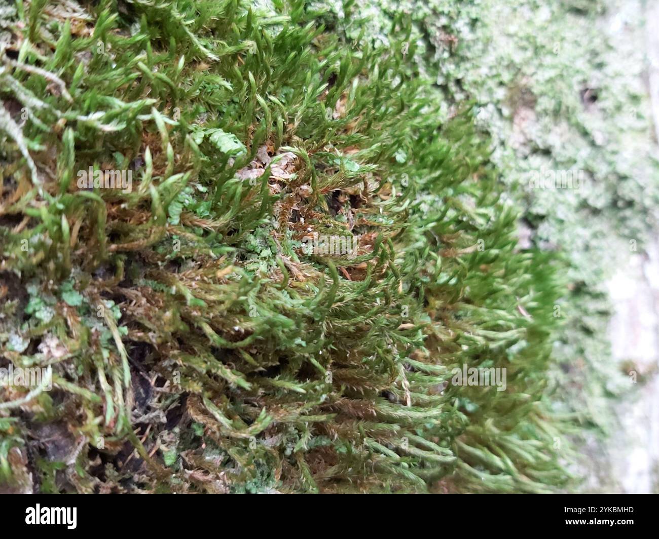squirrel-tail moss (Leucodon sciuroides Stock Photo - Alamy