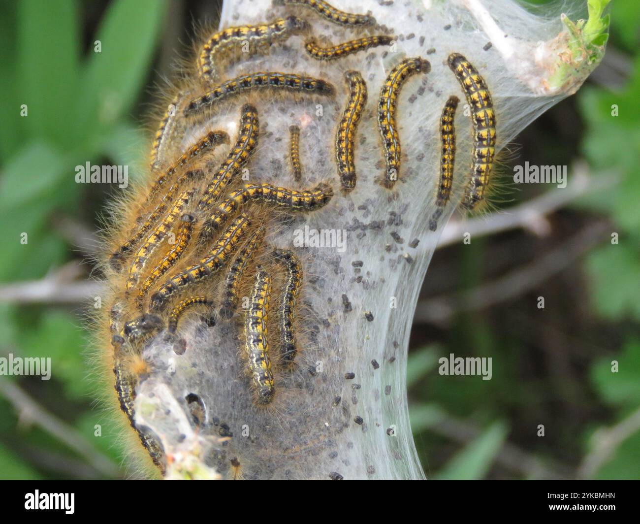 Western tent caterpillar moth hi-res stock photography and images - Alamy